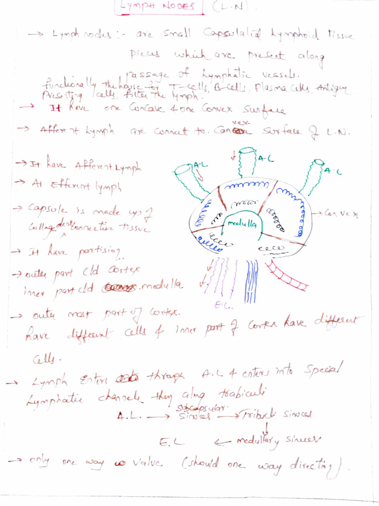Lymph Nodes PP | PDF