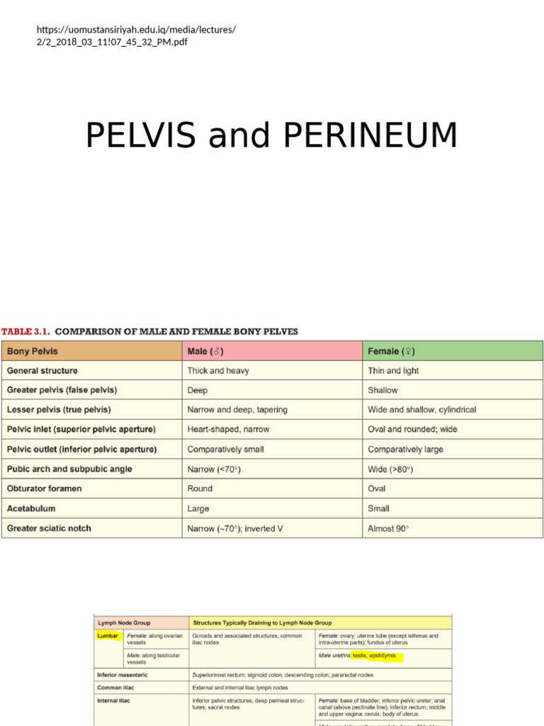 PELVIS and PERINEUM Lecture Notes | PDF