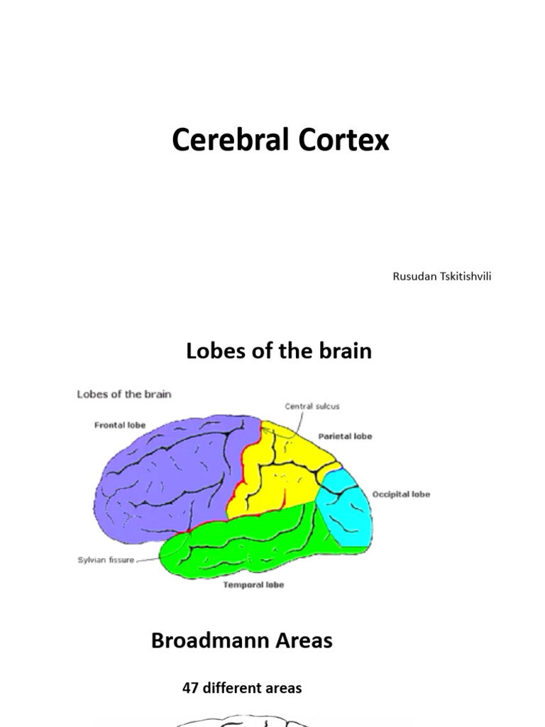 Cerebral Cortex | PDF