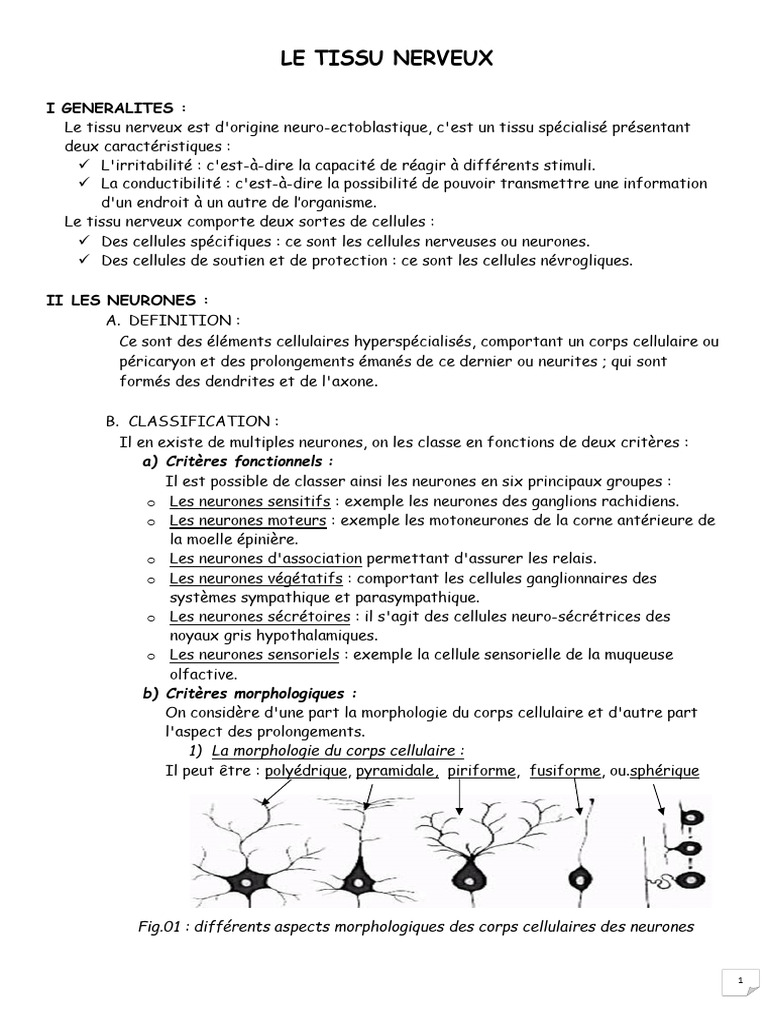 Le Tissu Nerveux | PDF