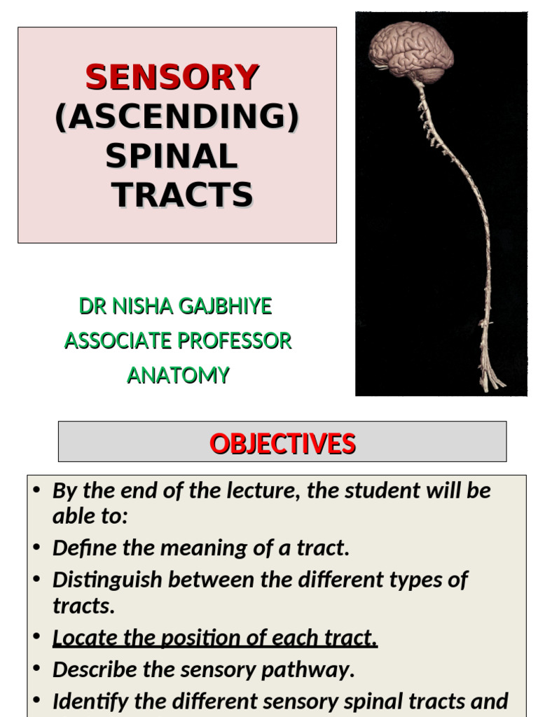 Lecture 3 - Ascending Spinal Tracts | PDF | Neuroanatomy | Nervous System