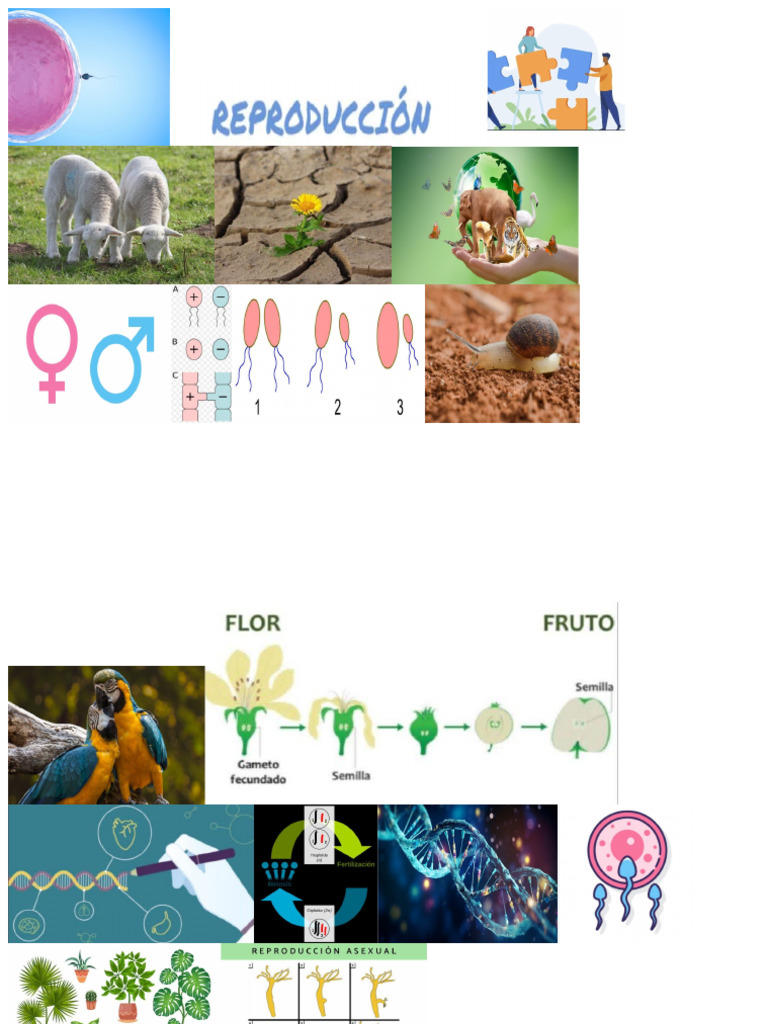 REPRODUCCION IMAGENES | PDF