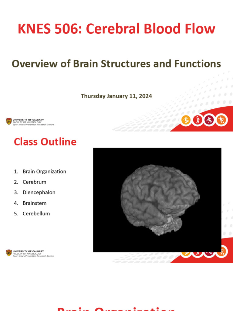 Overview of Brain Structures and Functions (NOTES) 3 | PDF