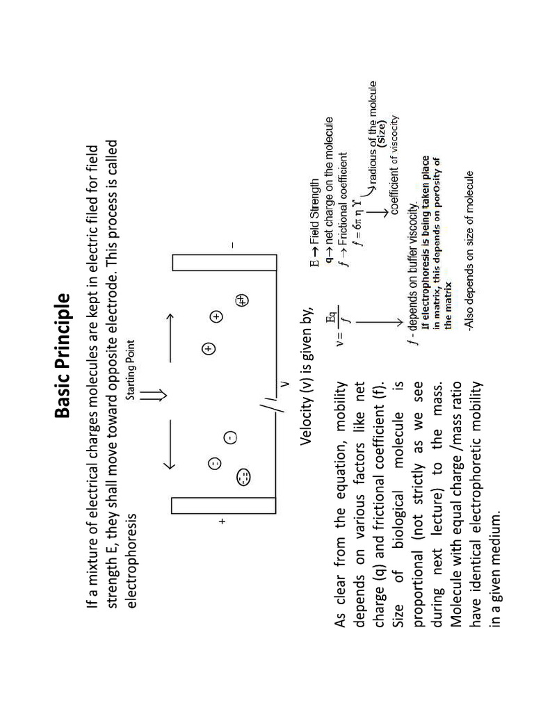 Agarose Electrophoresis | PDF