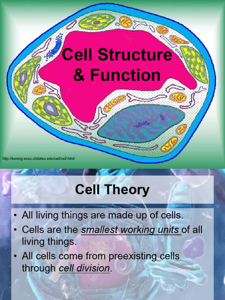 2. Cell_structure_function | PDF