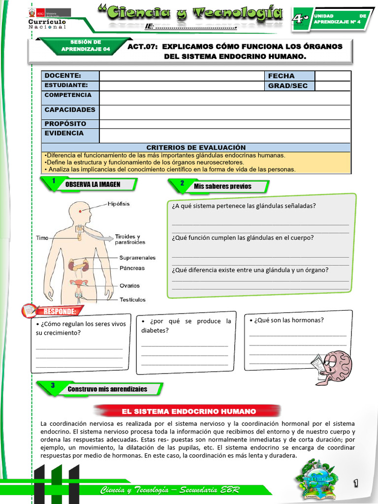 D-4º Act 7-Cyt-Und 4 | PDF