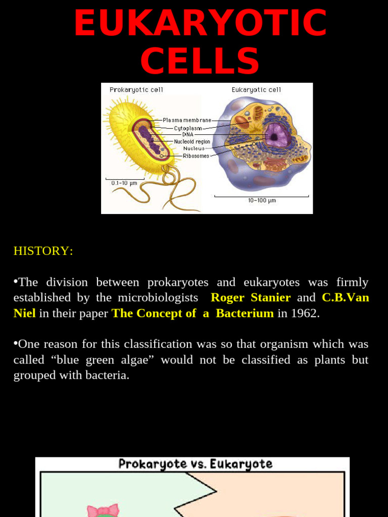 Prokaryotes Vs Eukaryotes Pdf