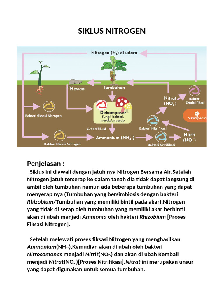 Siklus Nitrogen | PDF