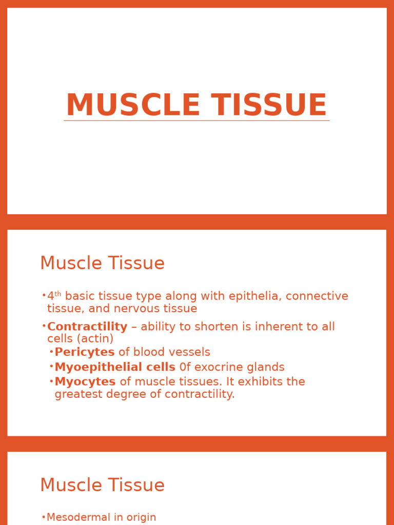 Muscle Tissue | PDF