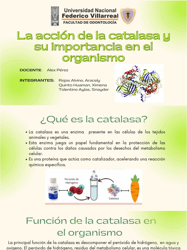 Catalasa y Su Importancia | PDF