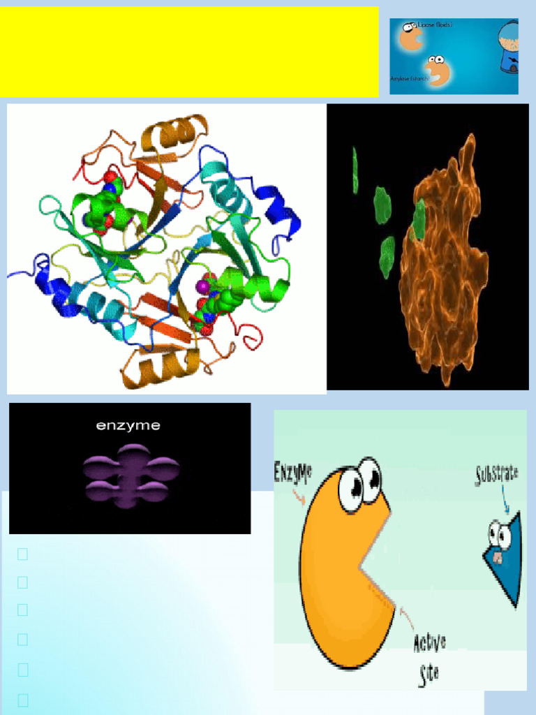 BIOCHEM ENZYMES | PDF