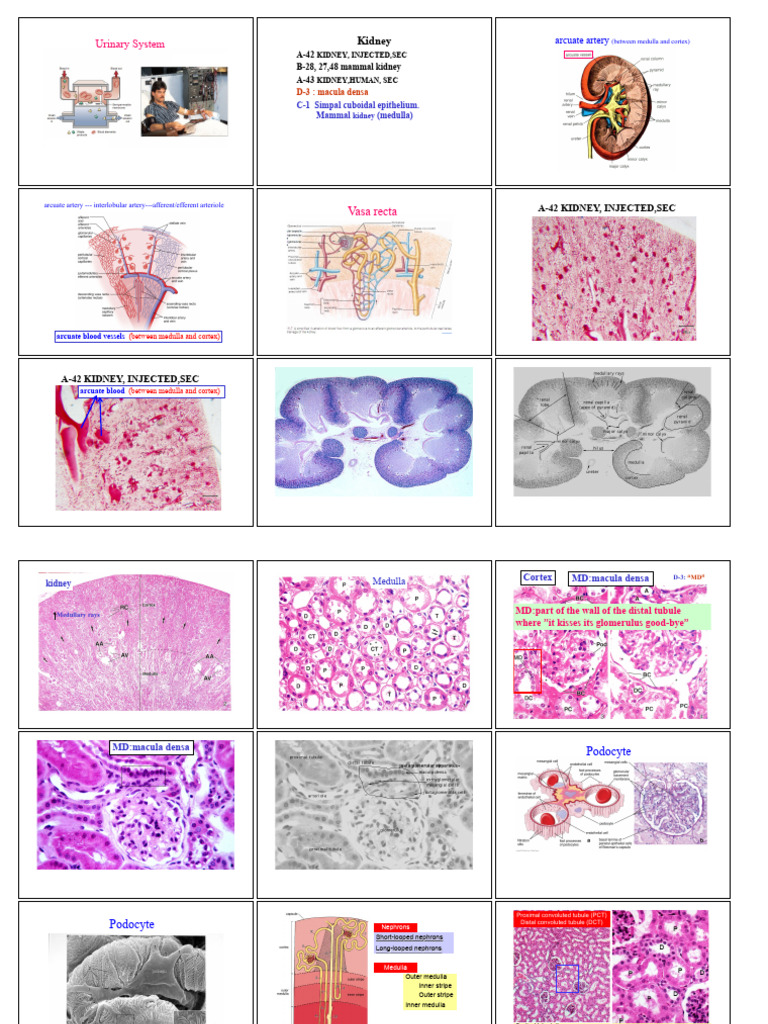 Histology note 4 | PDF