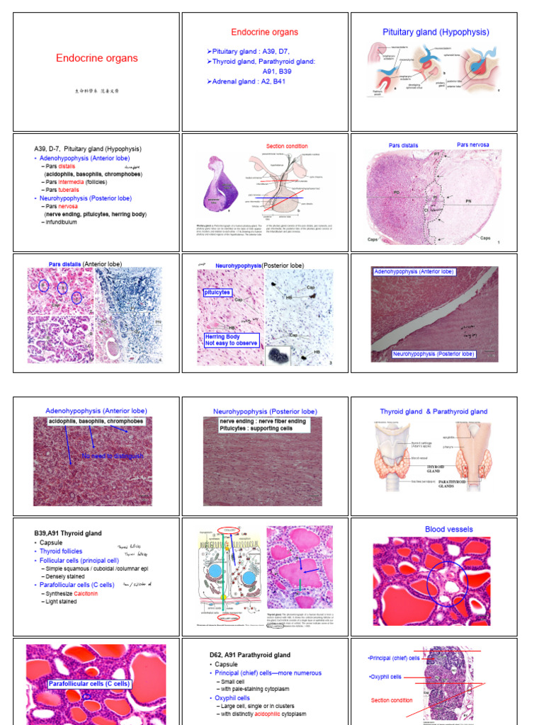 Histology Note 2 | PDF