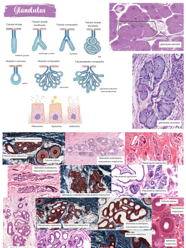 Resumen Glándulas | PDF
