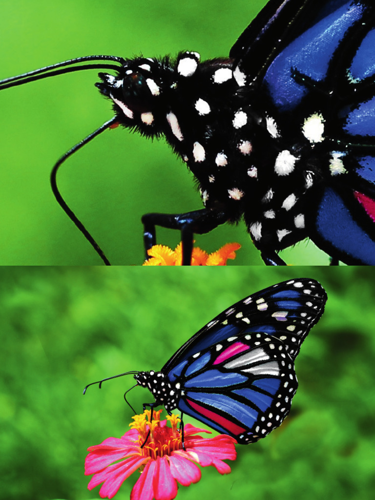 Bugs Guess The Picture | PDF