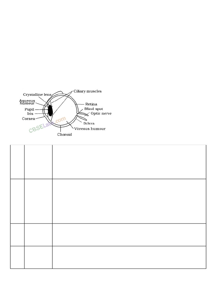 Human Eye Notes | PDF