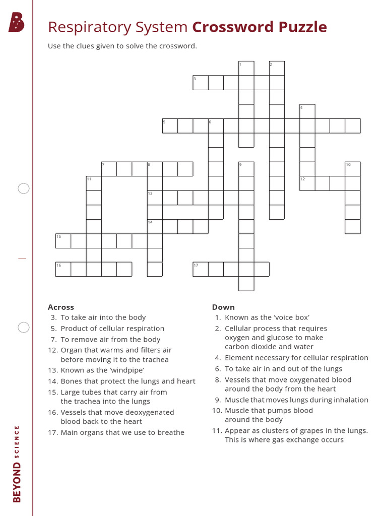 Respiratory System Crossword | PDF