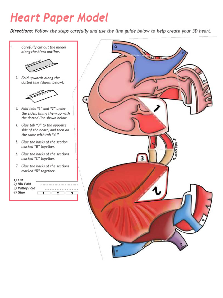 Color Human Heart Cross-Section 3D Papercraft_removed | PDF