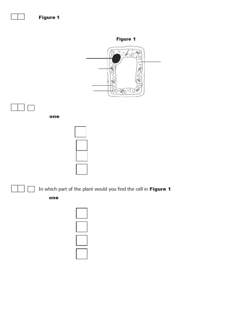 Cells and Organisation Foundation Practice Exam Questions - Removed | PDF