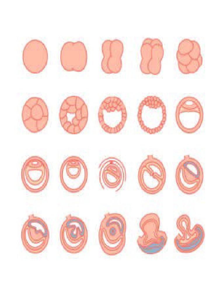 Desarrollo Del Feto | PDF