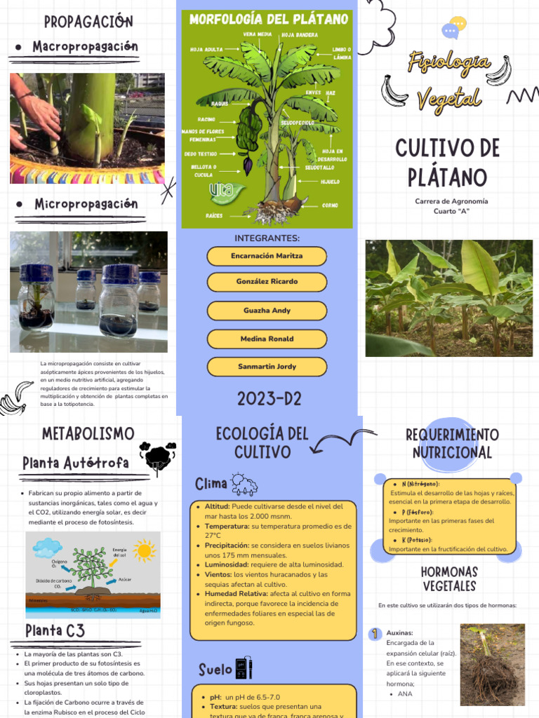 Fisiología Vegetal | PDF