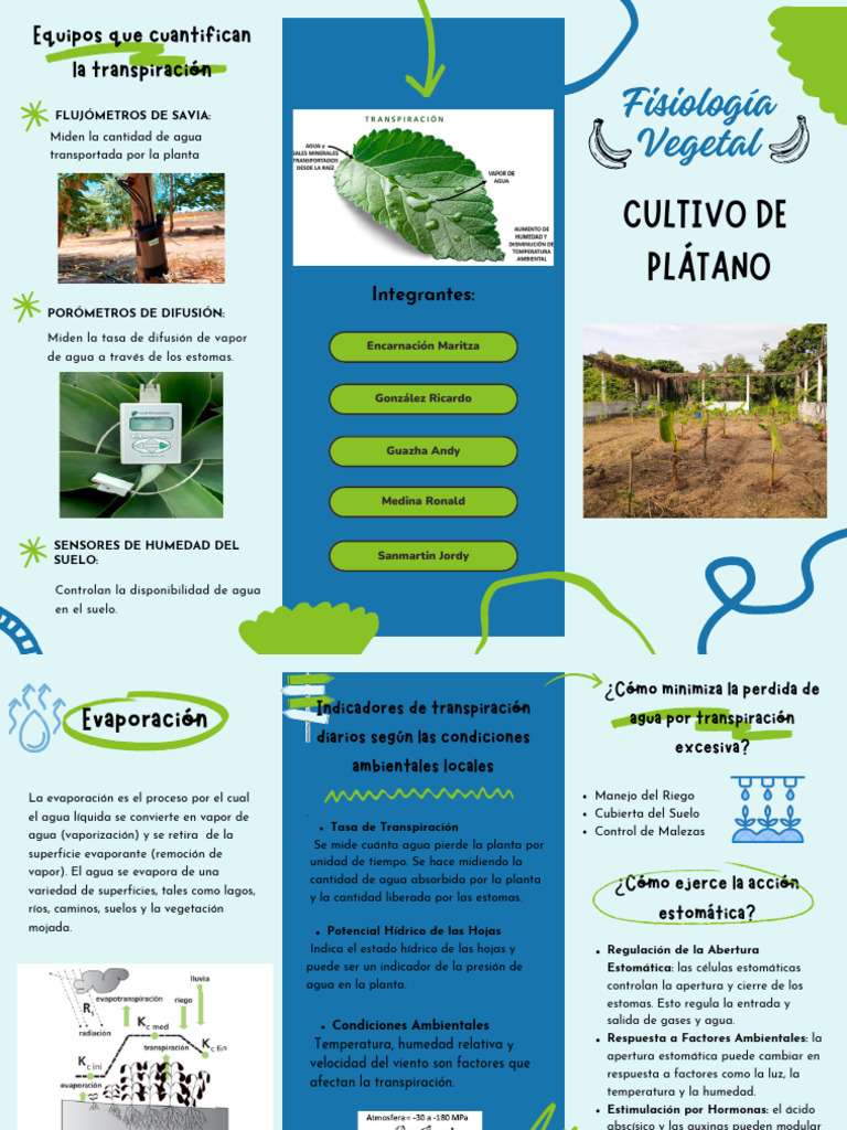 Tríptico-Transpiración | PDF