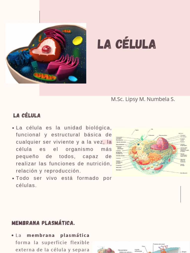 La Célula 1 | PDF