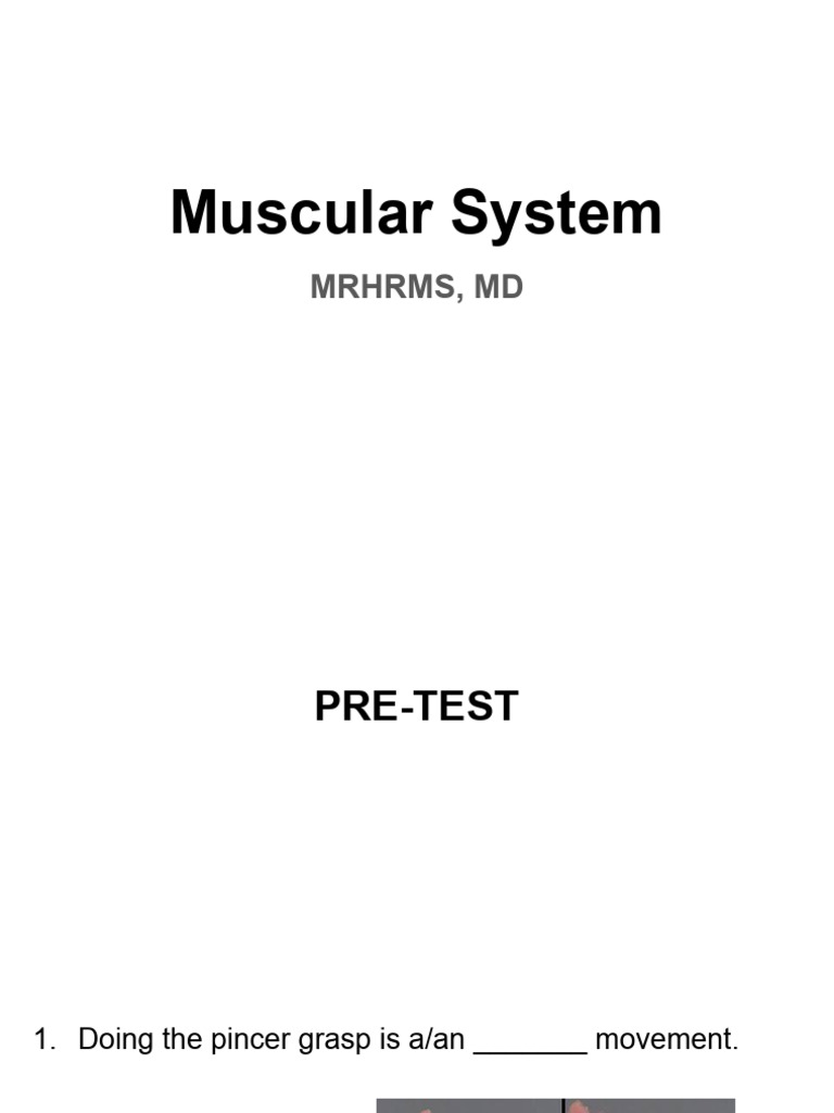 Muscular System | PDF