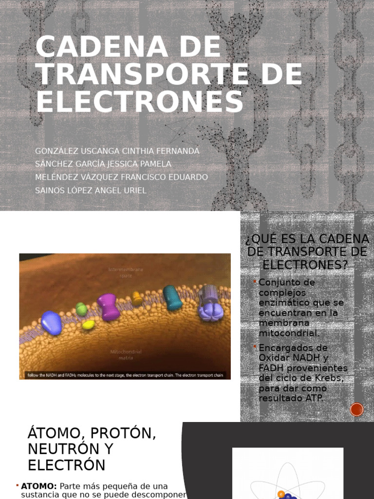 Cadena de Transporte de Electrones | PDF | Trifosfato de adenosina | Ciencia y matemáticas