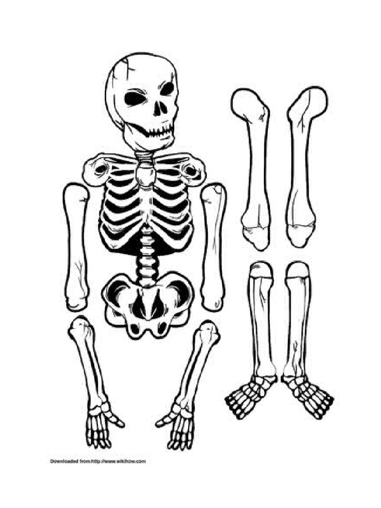 Skeleton Pdf