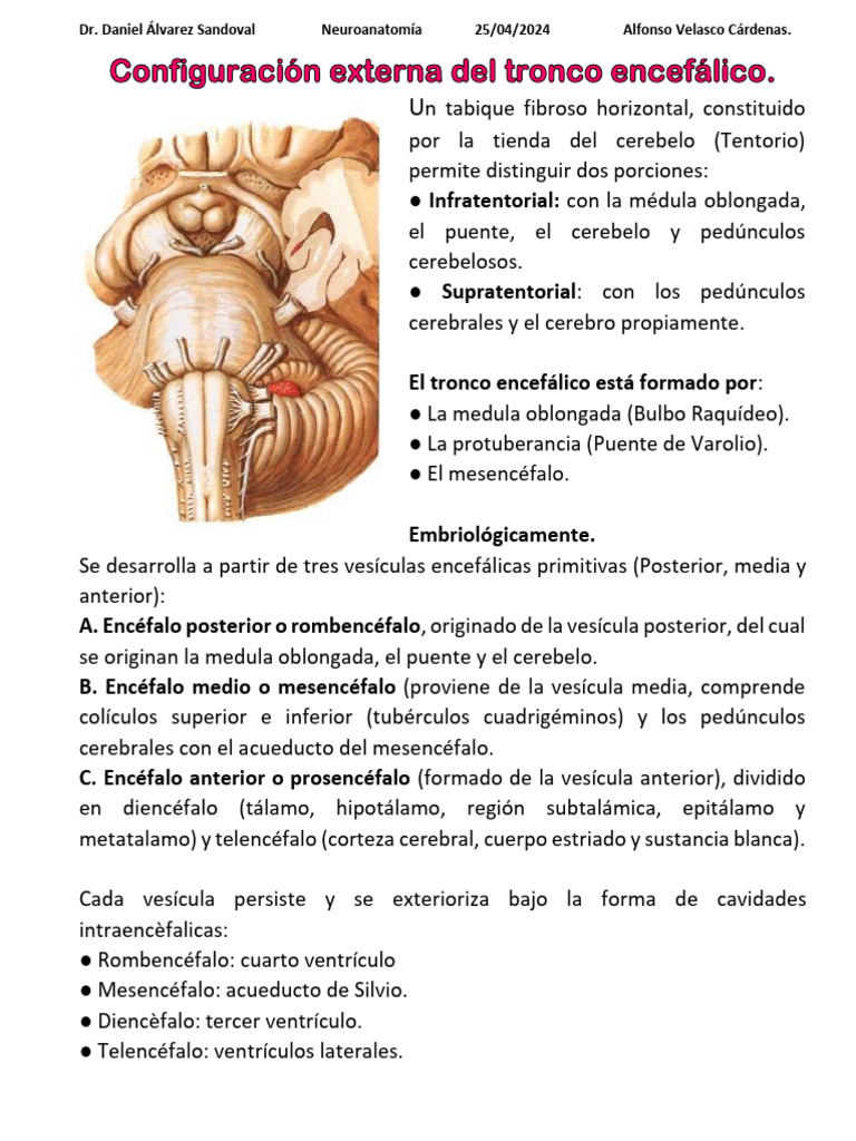 Configuración Externa Del Tronco Encefálico | PDF