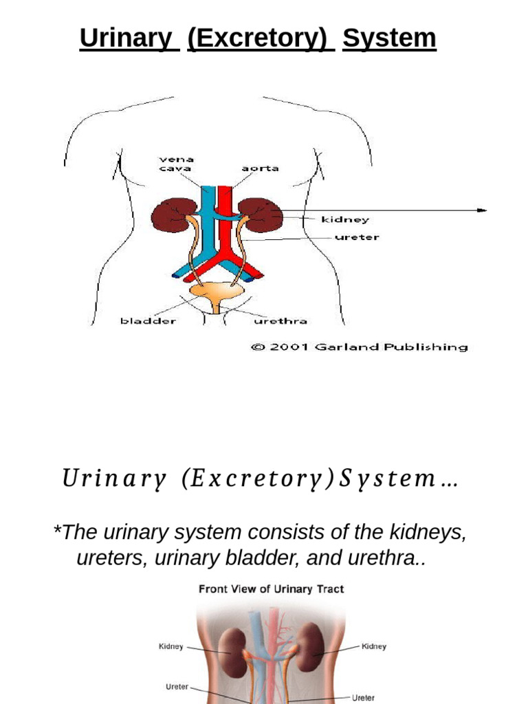 UNIT - 8 The Excretory System | PDF