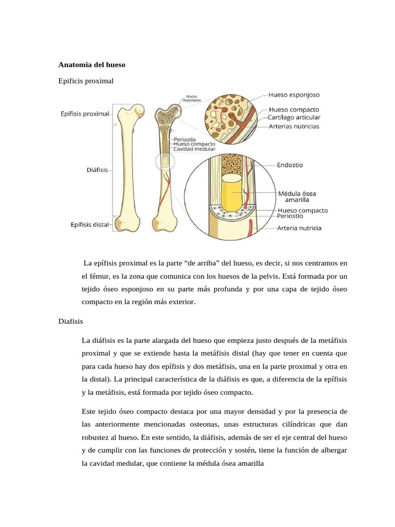 Anatomía Huesos | PDF