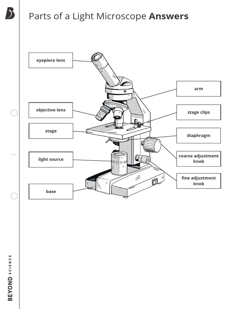 Parts of A Light Microscope Answers | PDF