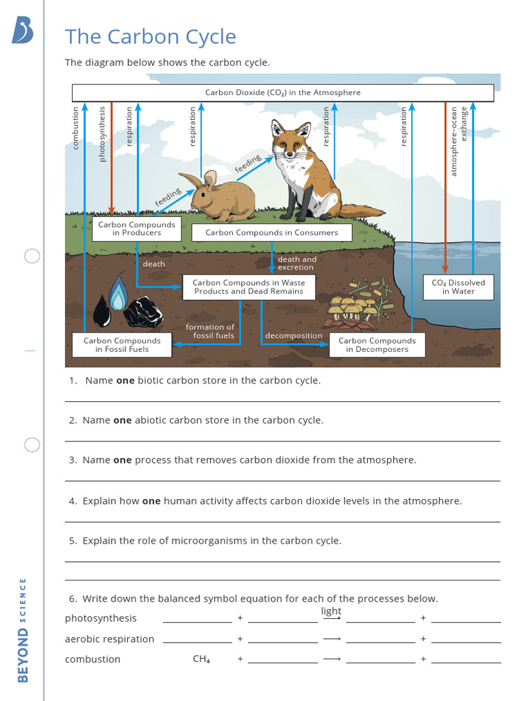 The Carbon Cycle Worksheet | PDF