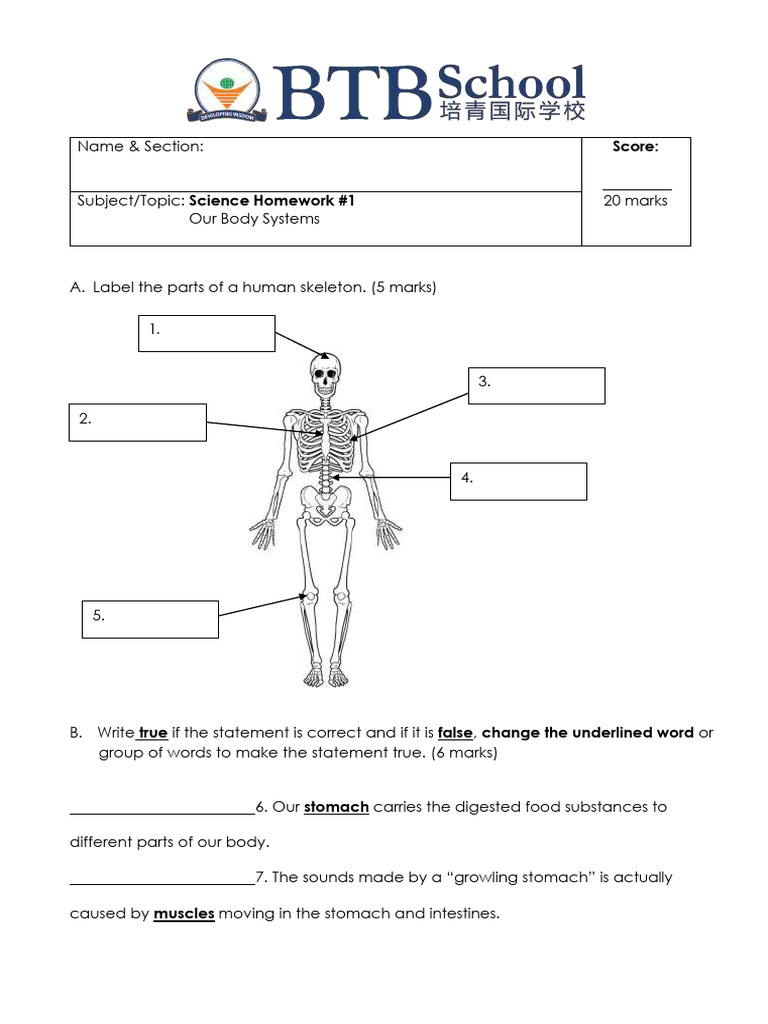 HW 1 Body Systems | PDF