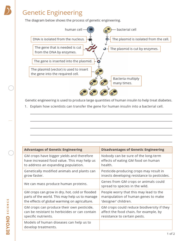 Genetic Engineering Worksheet | PDF