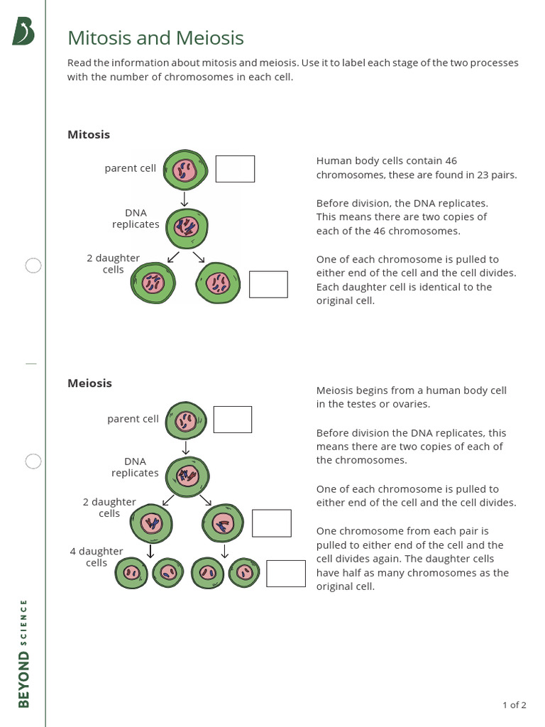 Mitosis and Meiosis Worksheet | PDF
