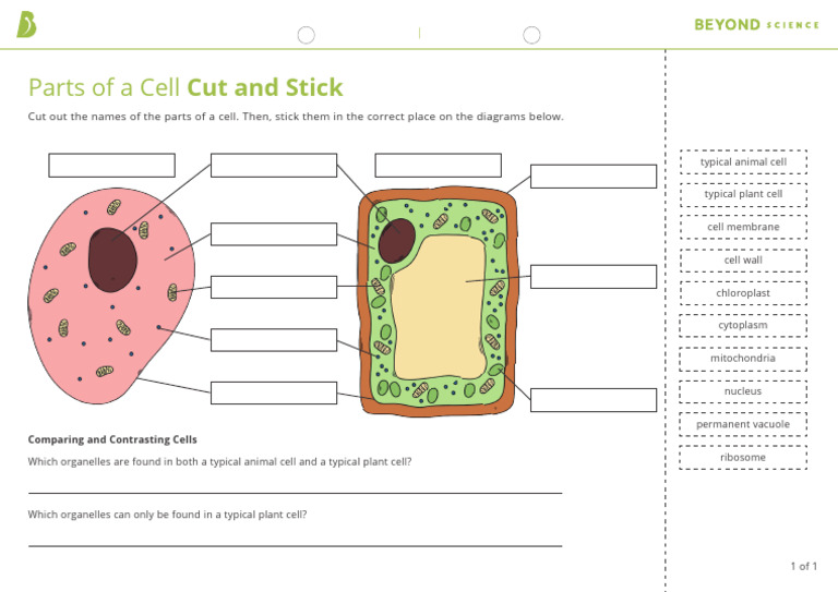 Parts of A Cell Cut and Stick Worksheet Support | PDF