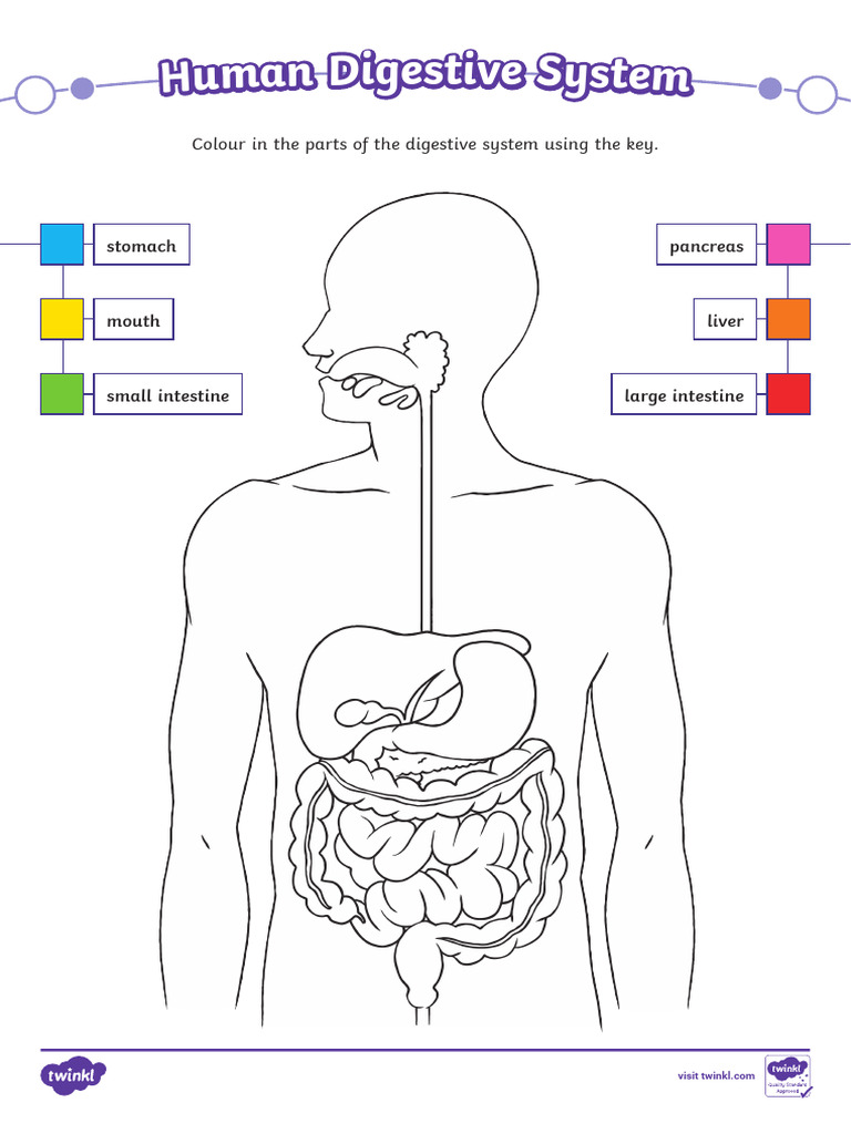 T SC 1695371309 Human Digestive System Colouring Worksheet - Ver - 1 | PDF