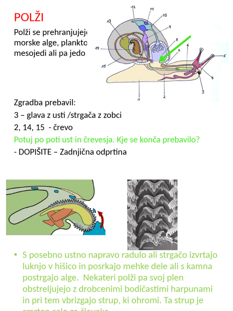 Priloga Prebavila Nadaljevanje | PDF