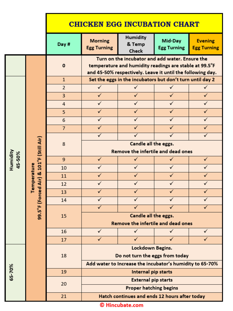 Chicken Egg Incubation Chart | PDF