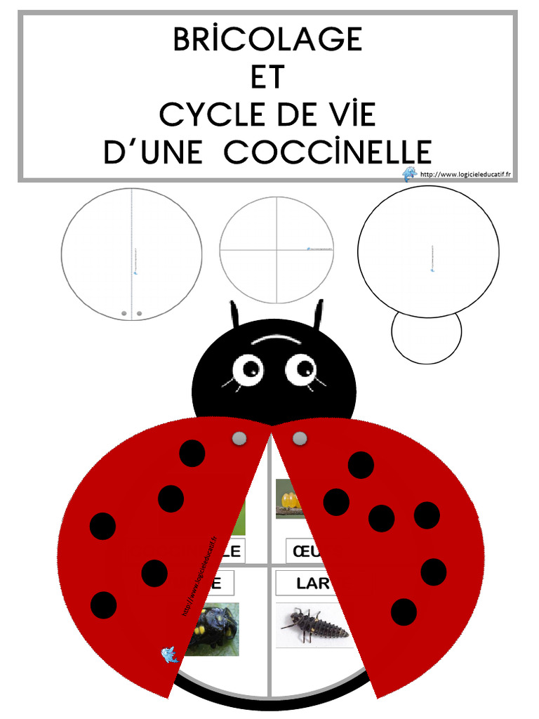 Cycle Vie Coccinelle Bricolage | PDF