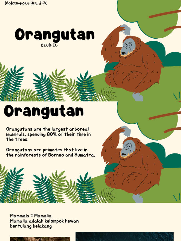 Orangutan | PDF
