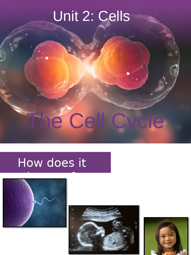 The Cell Cycle Lesson | PDF