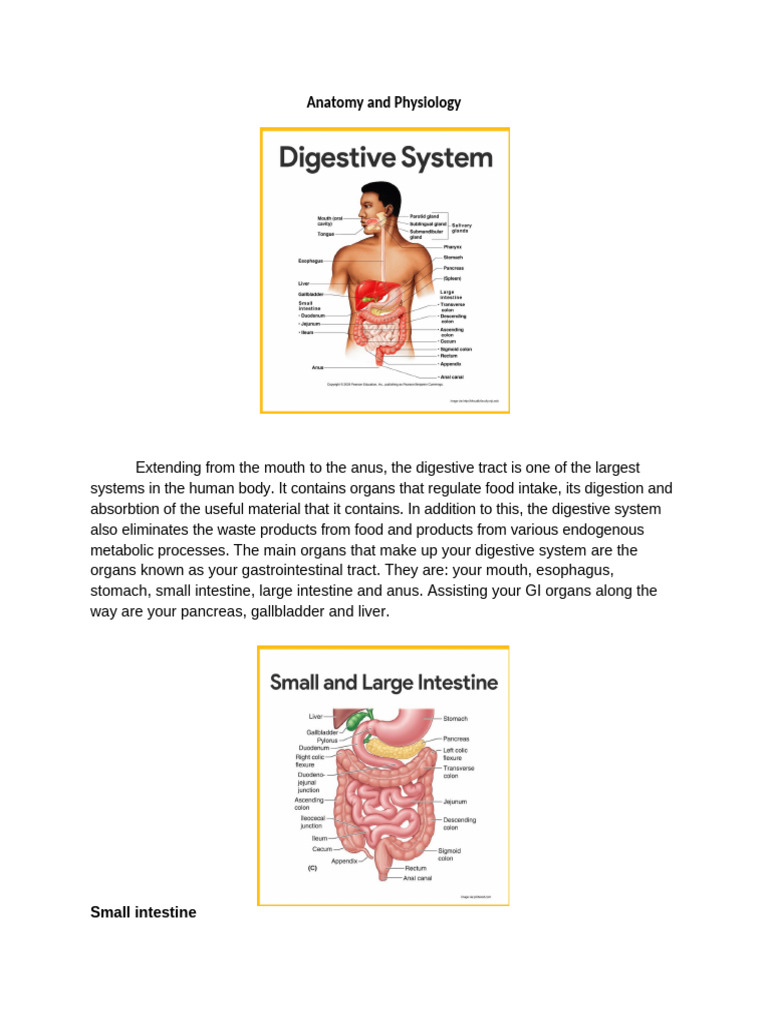 Anatomy and Physiology of Digestive System | PDF