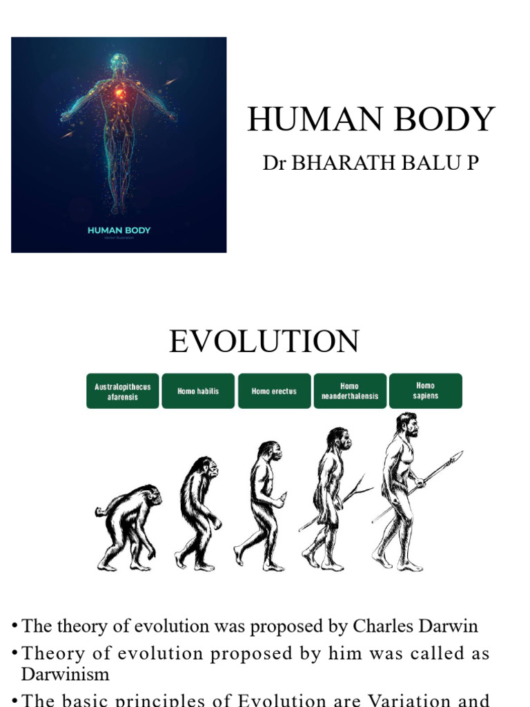 Human Body | PDF