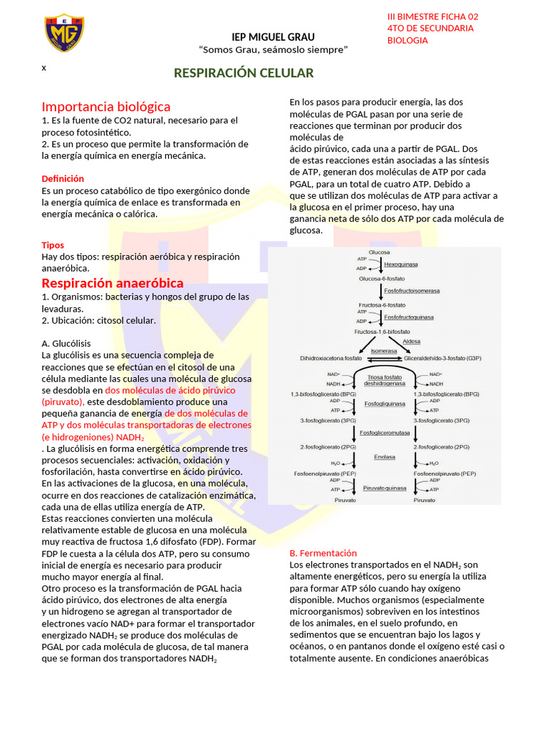Respiración Celular | PDF