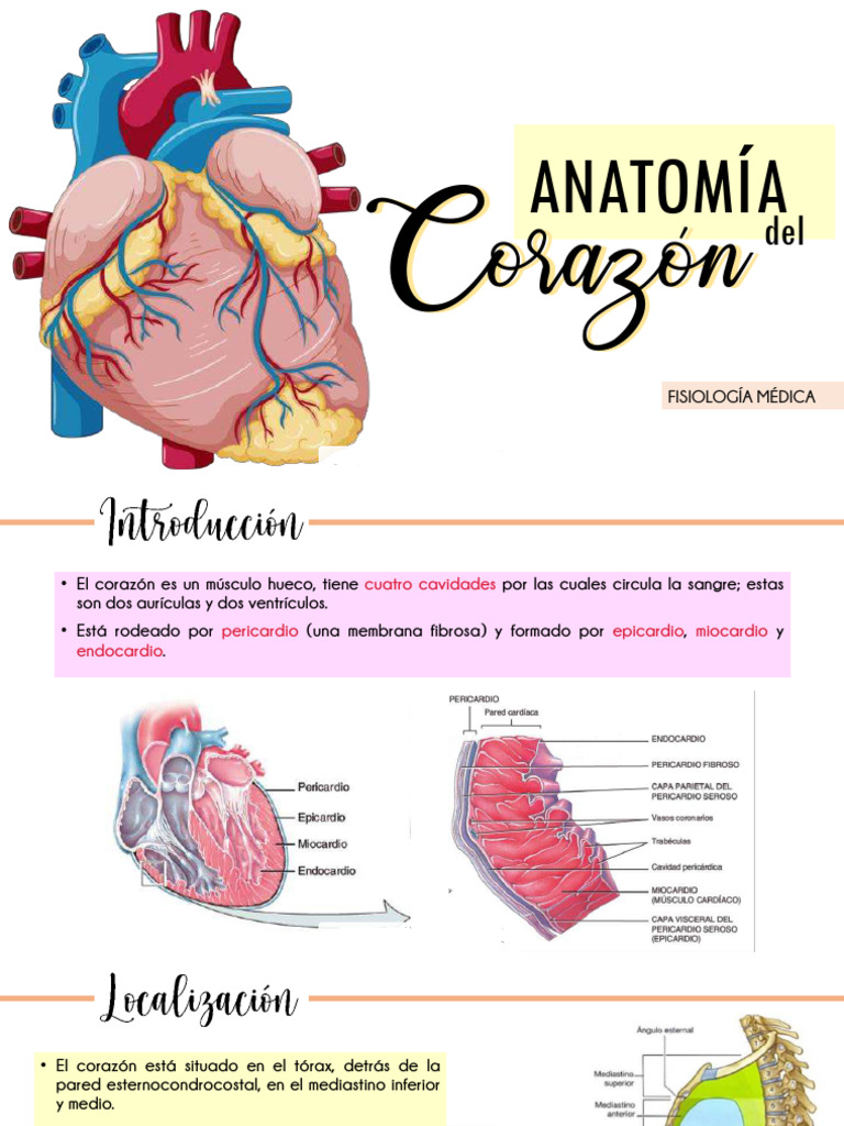Anatomía-del-corazón 2 | PDF