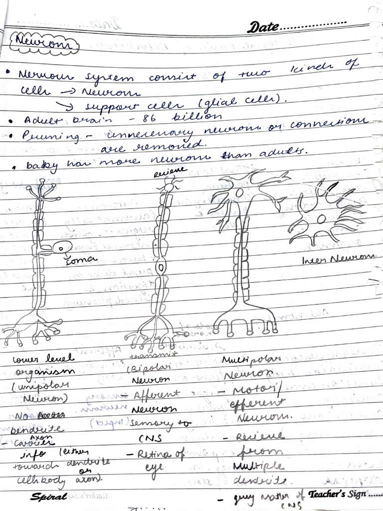 Biopsychology Unit-2 | PDF